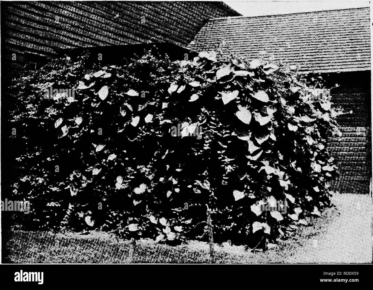 Dutchman's pipe vines hi-res stock photography and images - Alamy