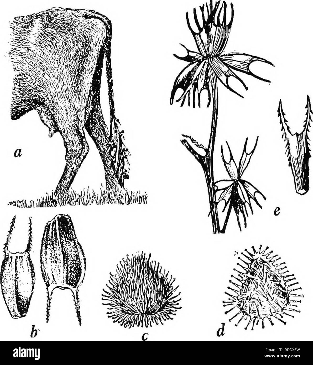 Tick weed hi-res stock photography and images - Alamy