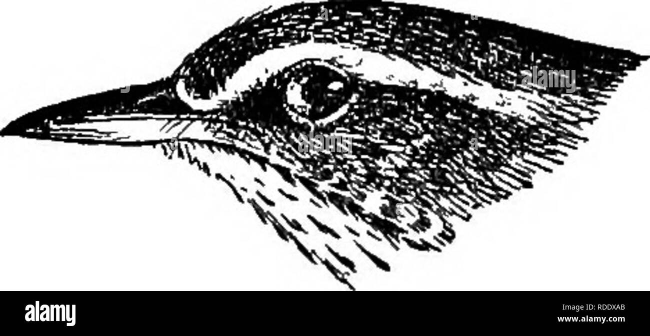 Mr quelch hi-res stock photography and images - Alamy