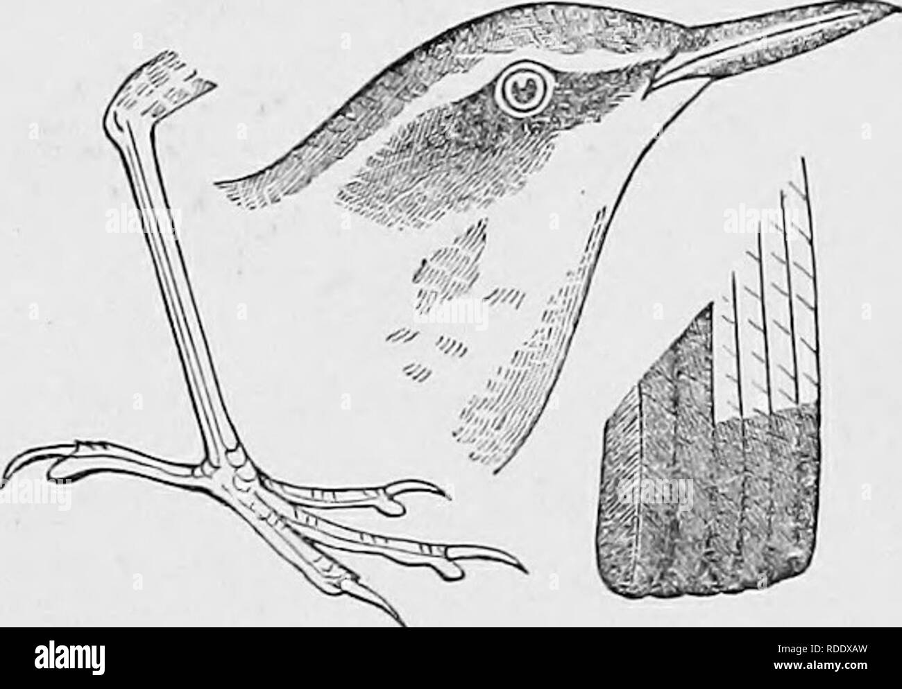 . Key to North American birds; containing a concise account of every ...