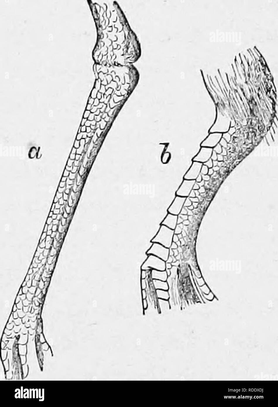 . Key to North American birds; containing a concise account of every ...