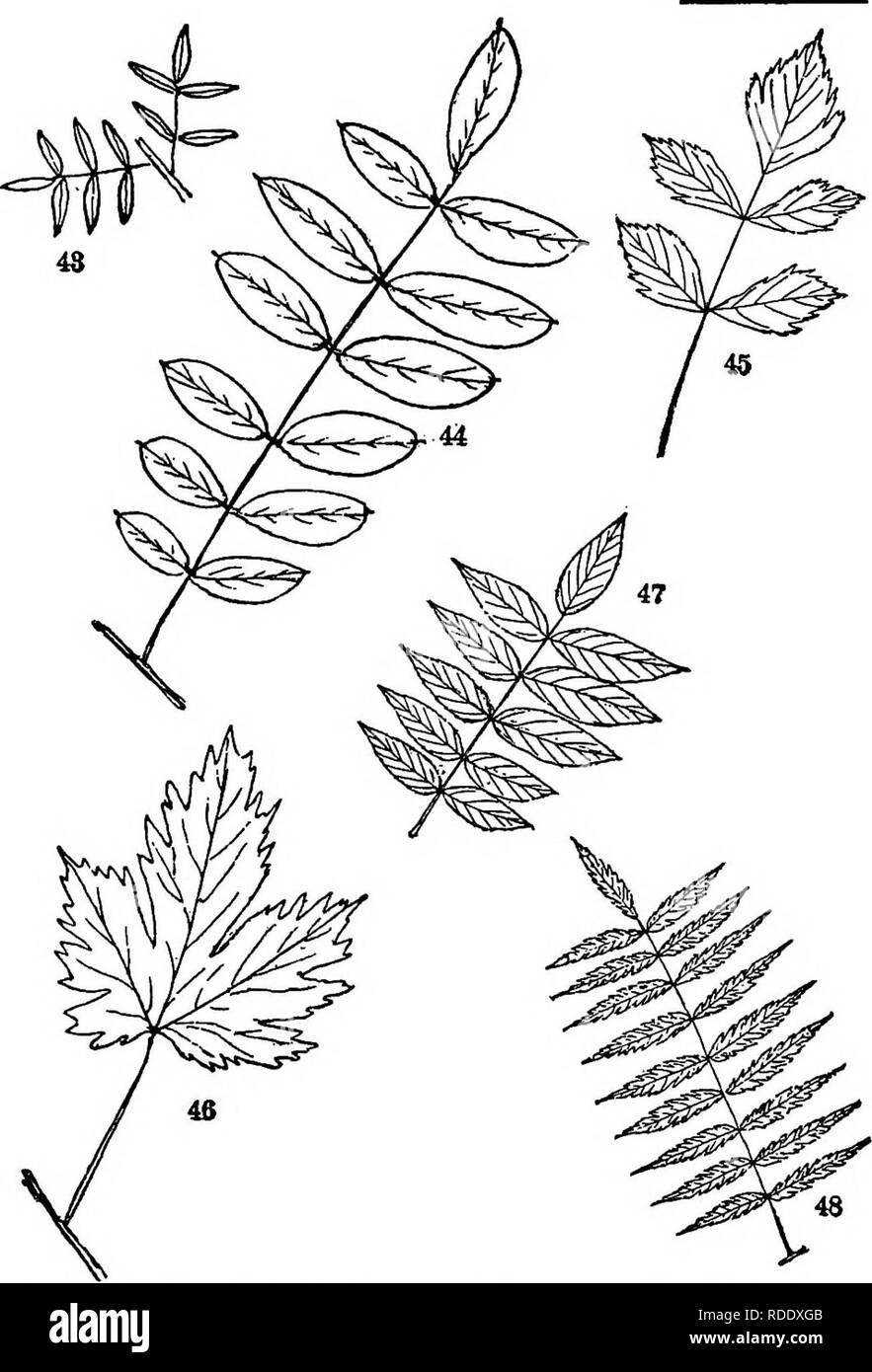 Cut shrubs Black and White Stock Photos & Images - Alamy