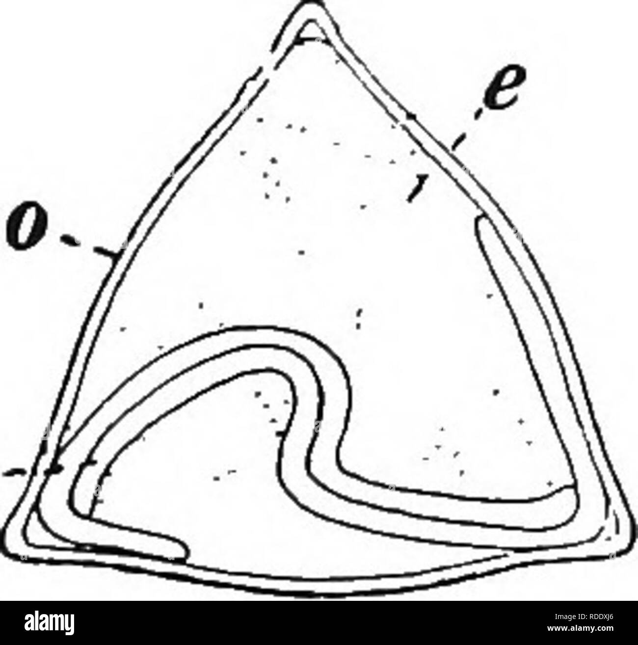 Three types of seeds hi-res stock photography and images - Alamy