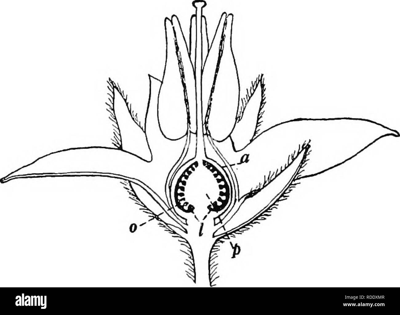 . Botany for agricultural students . Botany. Fig. 41.—Length- wise ...