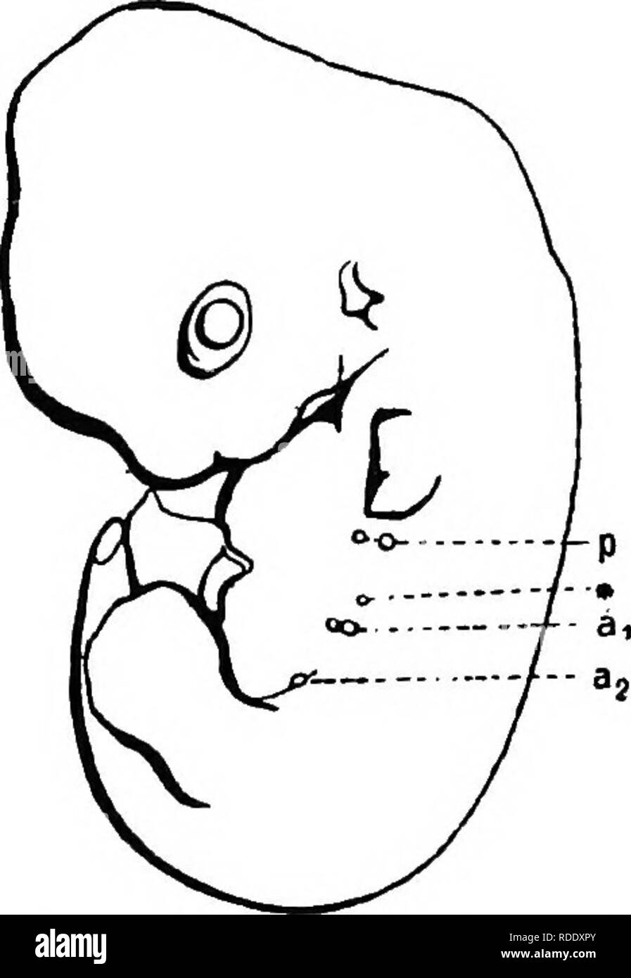 . The mammary apparatus of the mammalia : in the light of ontogenesis ...
