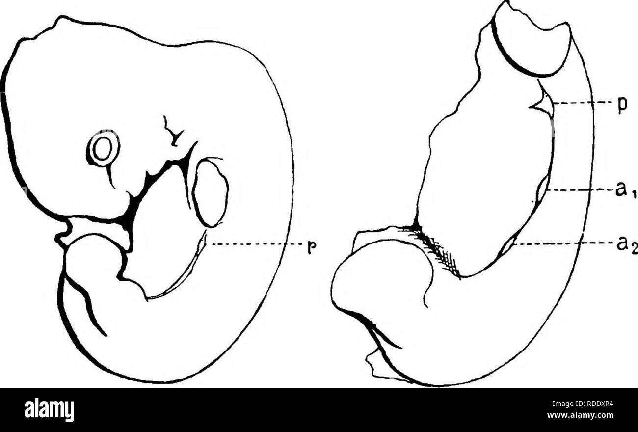 Nippl hi-res stock photography and images - Alamy