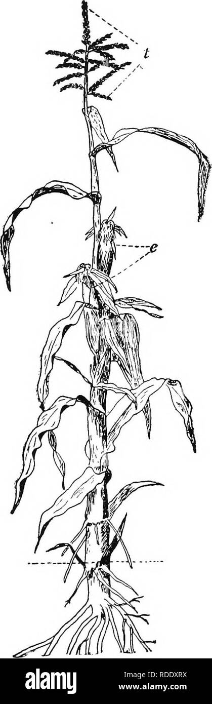 . Botany for agricultural students . Botany. 16 FLOWERS described as ...