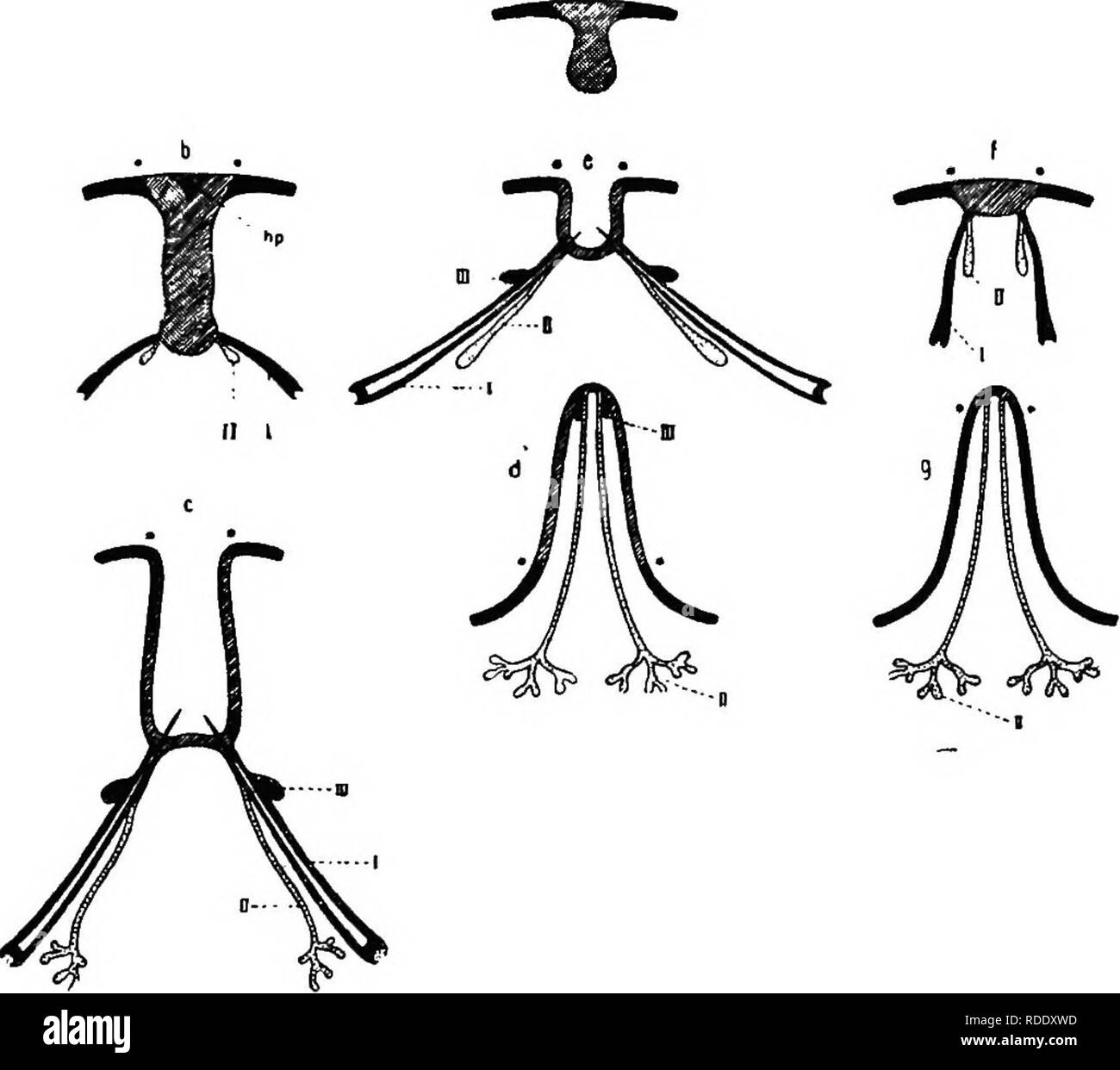 . The mammary apparatus of the mammalia : in the light of ontogenesis ...