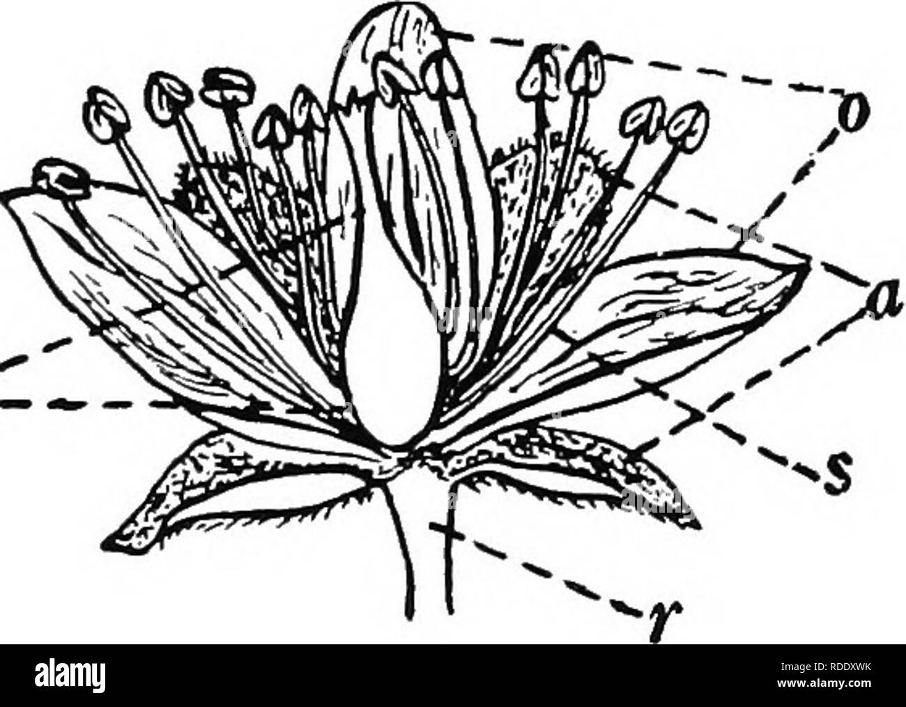 Wind pollination Black and White Stock Photos & Images - Alamy