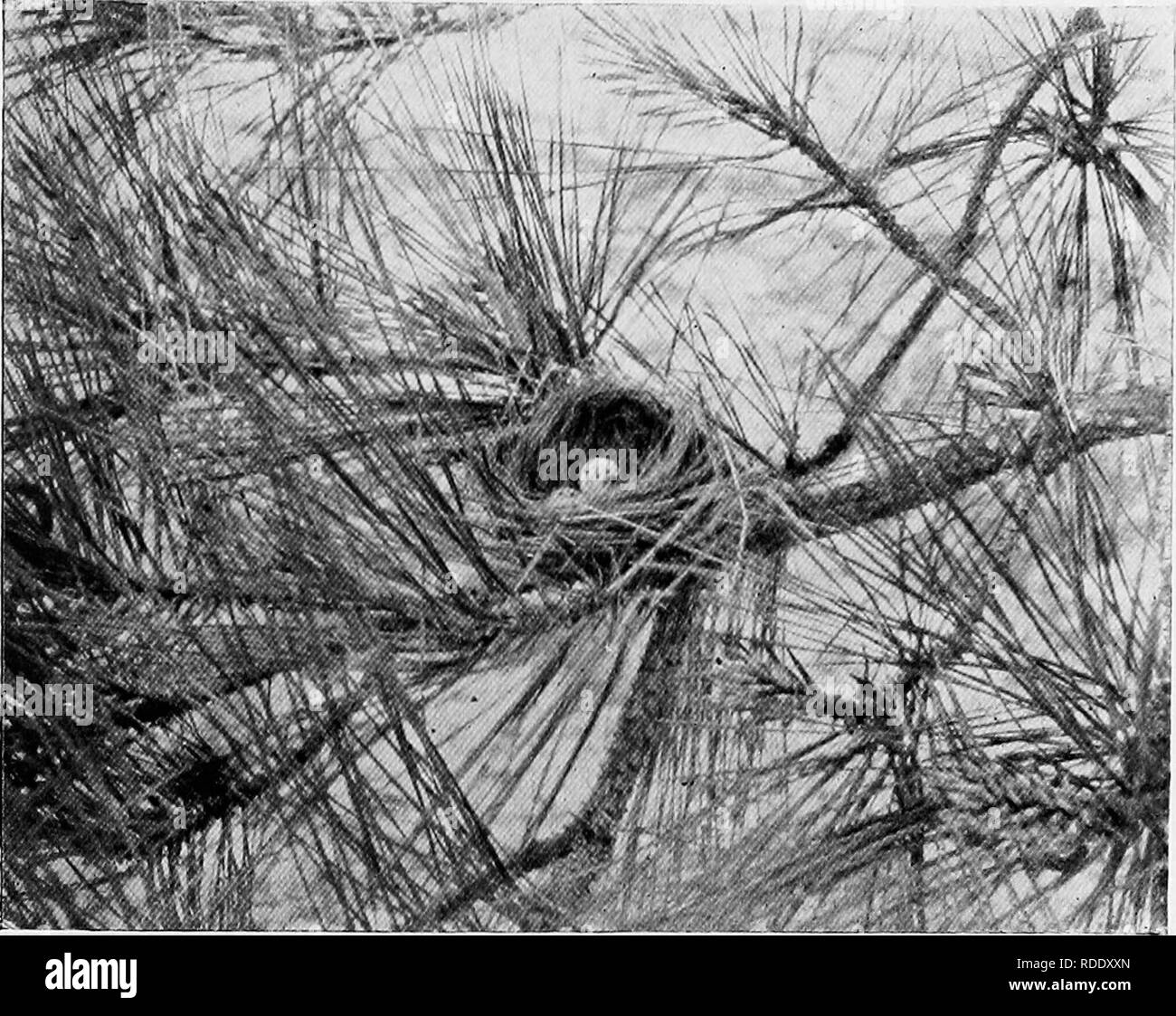 Chipping sparrow eggs hi-res stock photography and images - Alamy