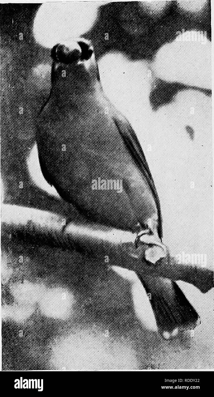 . Camera studies of wild birds in their homes . Birds; Photography of ...