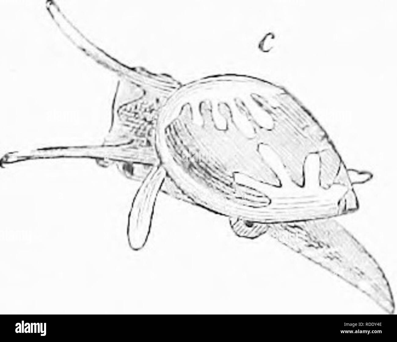 Univalves Black and White Stock Photos & Images - Alamy