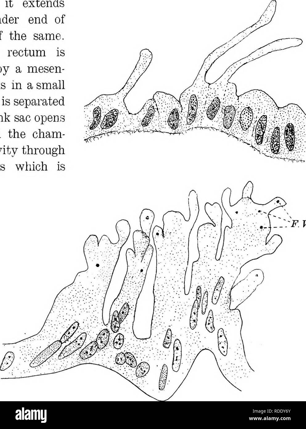 . The anatomy of the common squid, Loligo pealii, Lesueur. Squids ...