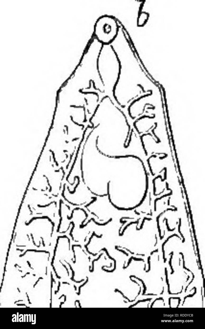 . Animal life as affected by the natural conditions of existence ...