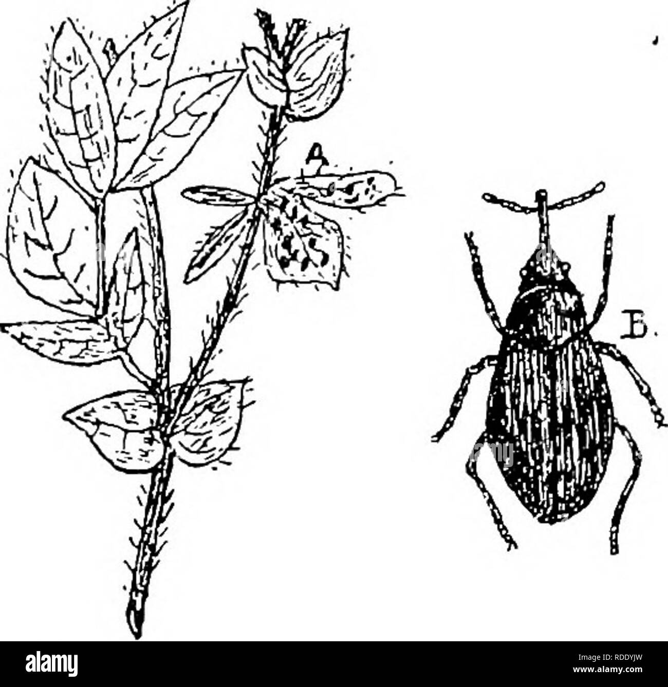 . The diseases of crops and their remedies : a handbook of economic ...