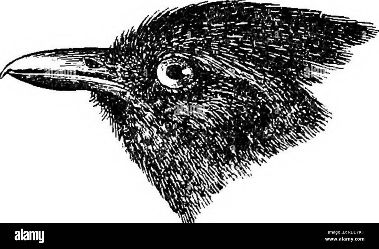 Tittering Black and White Stock Photos & Images - Alamy