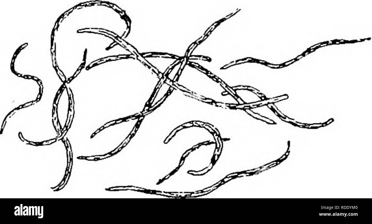 Eelworms hi-res stock photography and images - Alamy