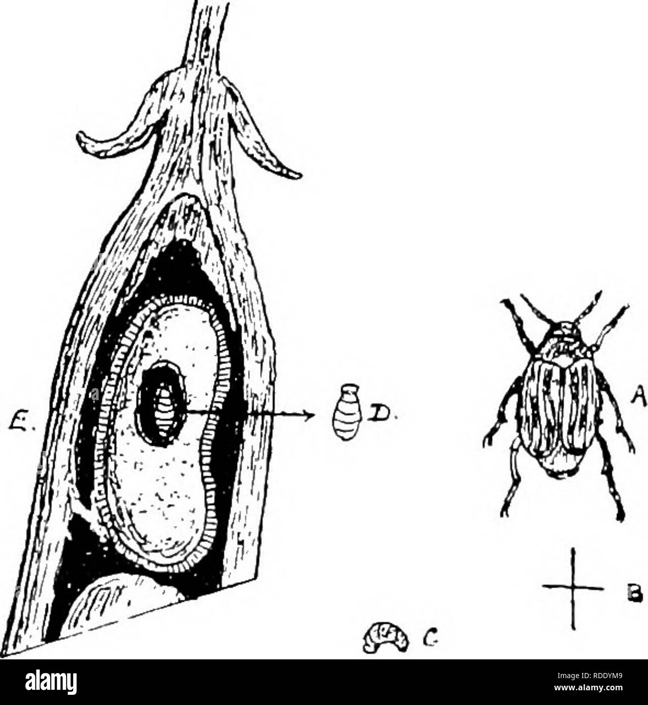 Seedless cells Black and White Stock Photos & Images - Alamy