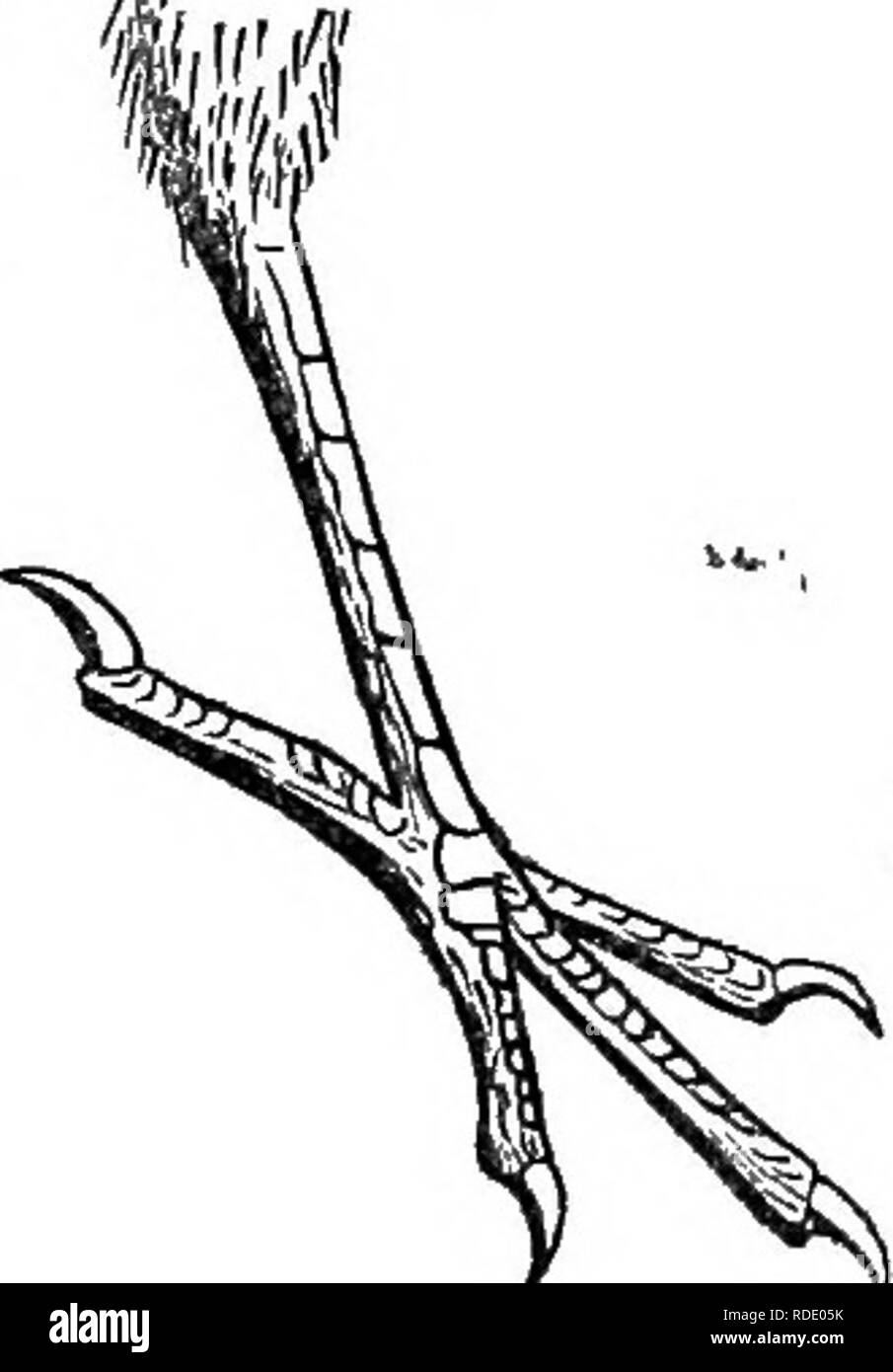 Passeres by Black and White Stock Photos & Images - Alamy