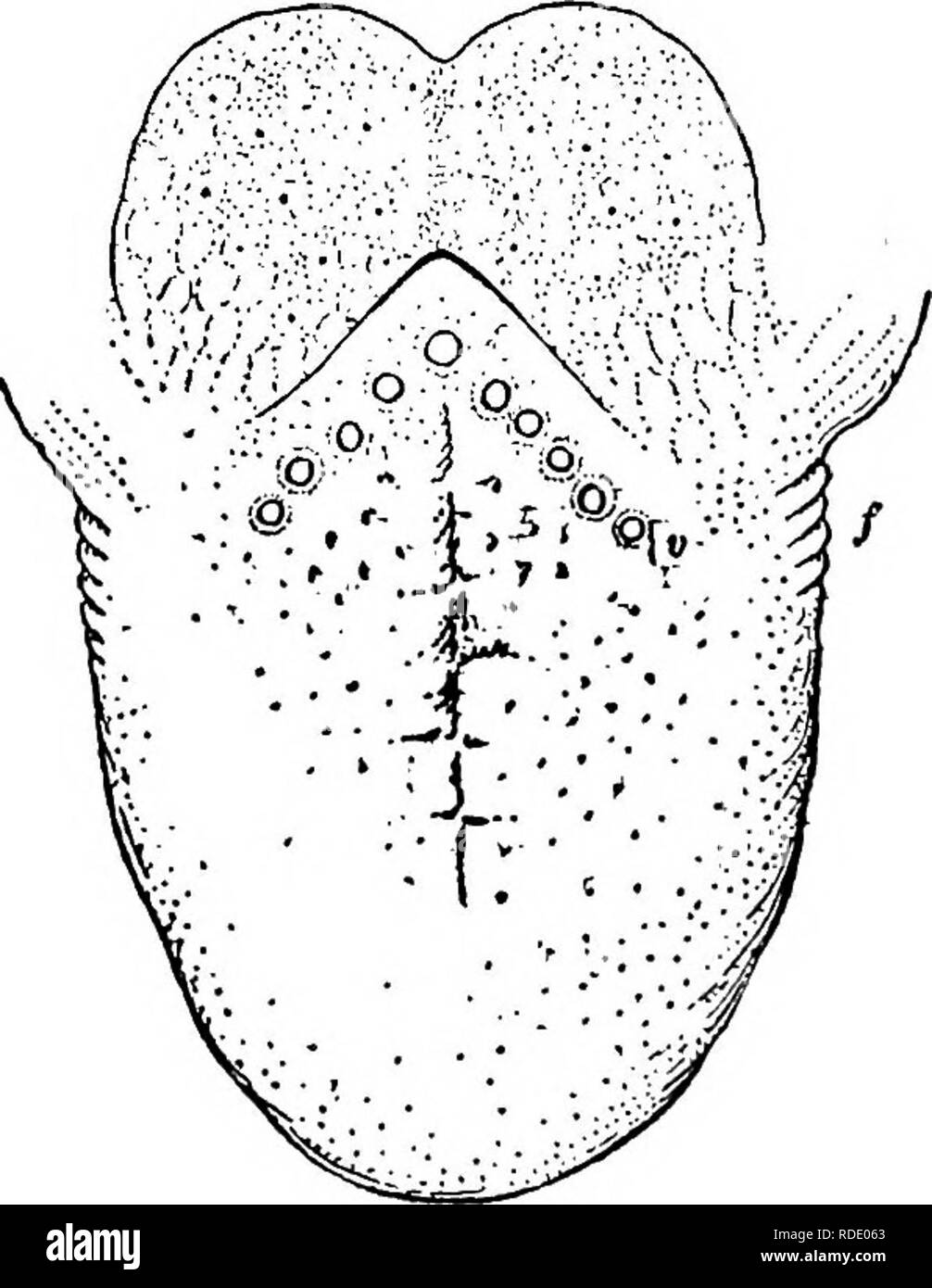 Foliate papillae tongue Black and White Stock Photos & Images - Alamy