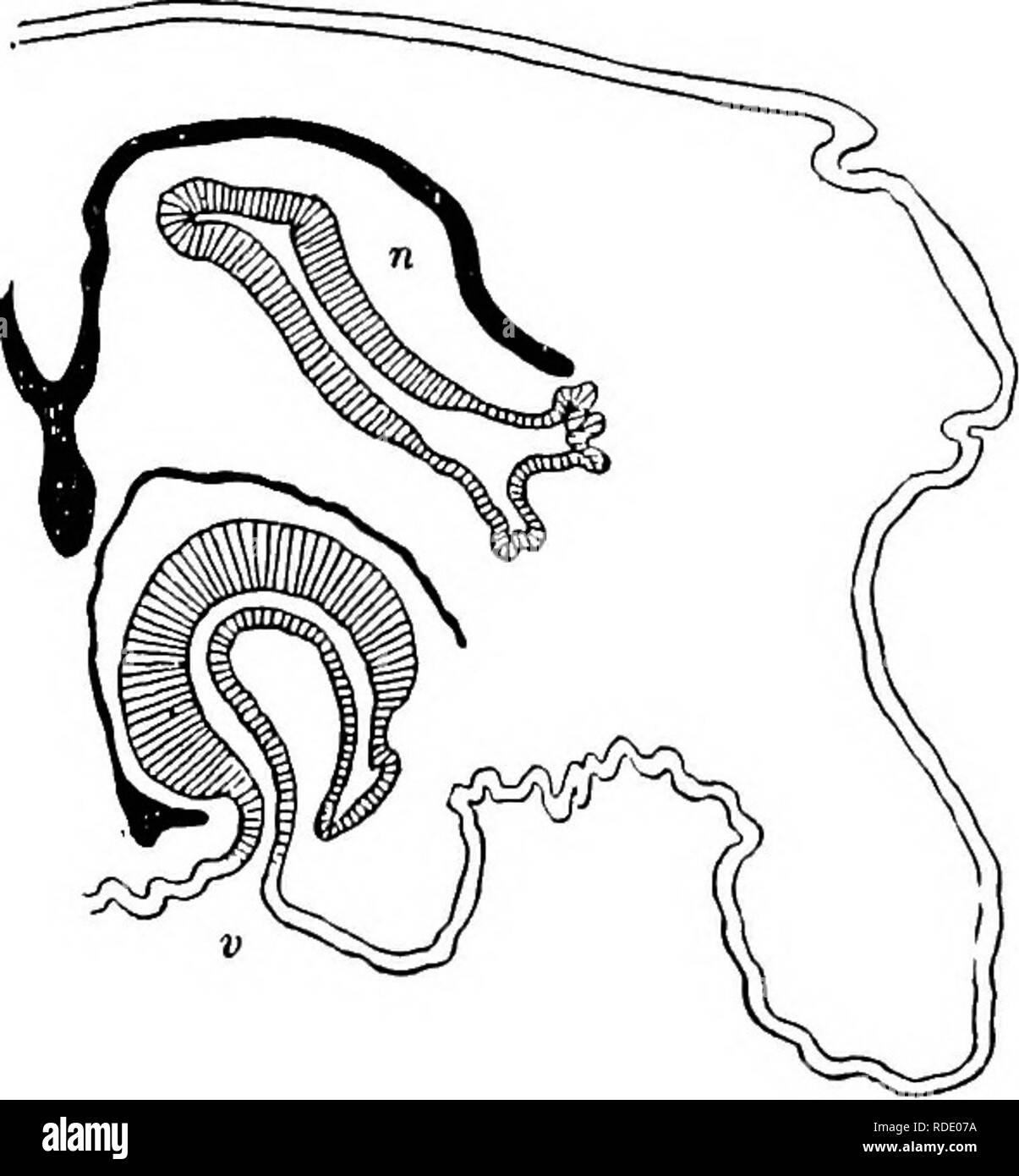 . Smell, taste, and allied senses in the vertebrates . Senses and ...