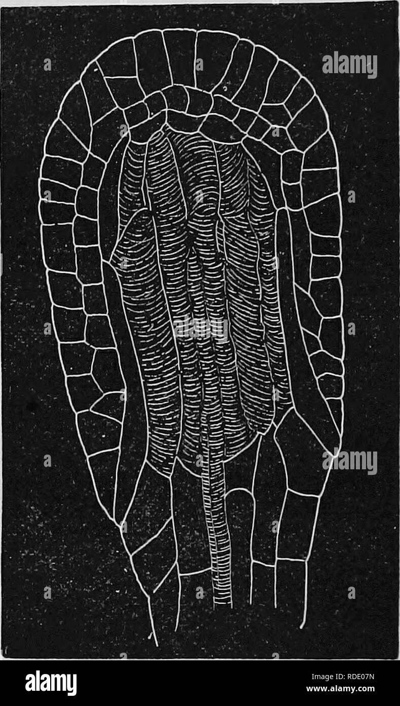 Marginal glands hi-res stock photography and images - Alamy