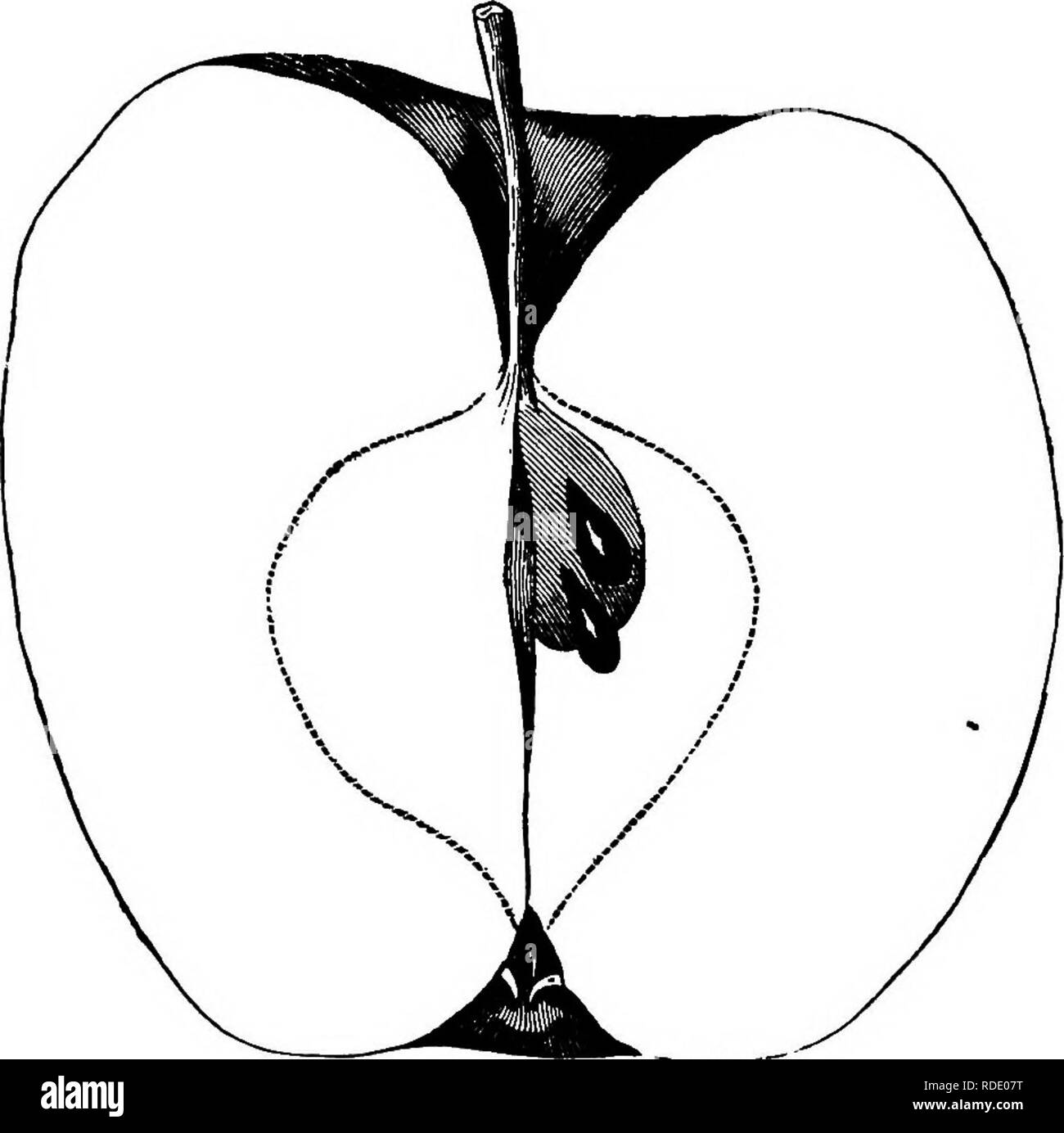 . American pomology : apples . Apples. 684 DBSCEipnoifs op apples ...