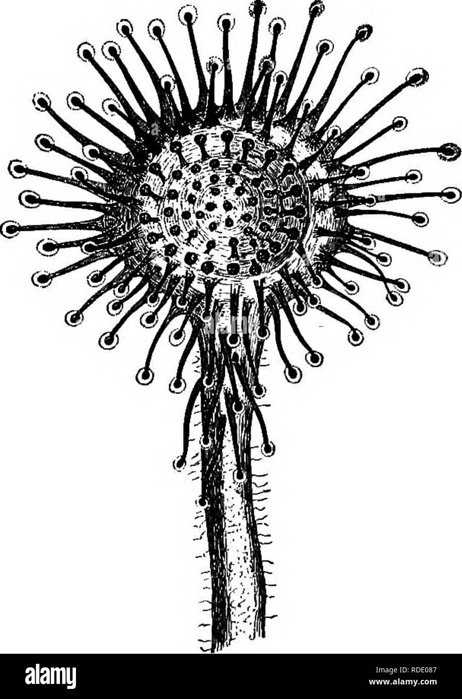 . Insectivorous plants. Carnivorous plants; Plants. Chap. I. 8TKU0TURE ...