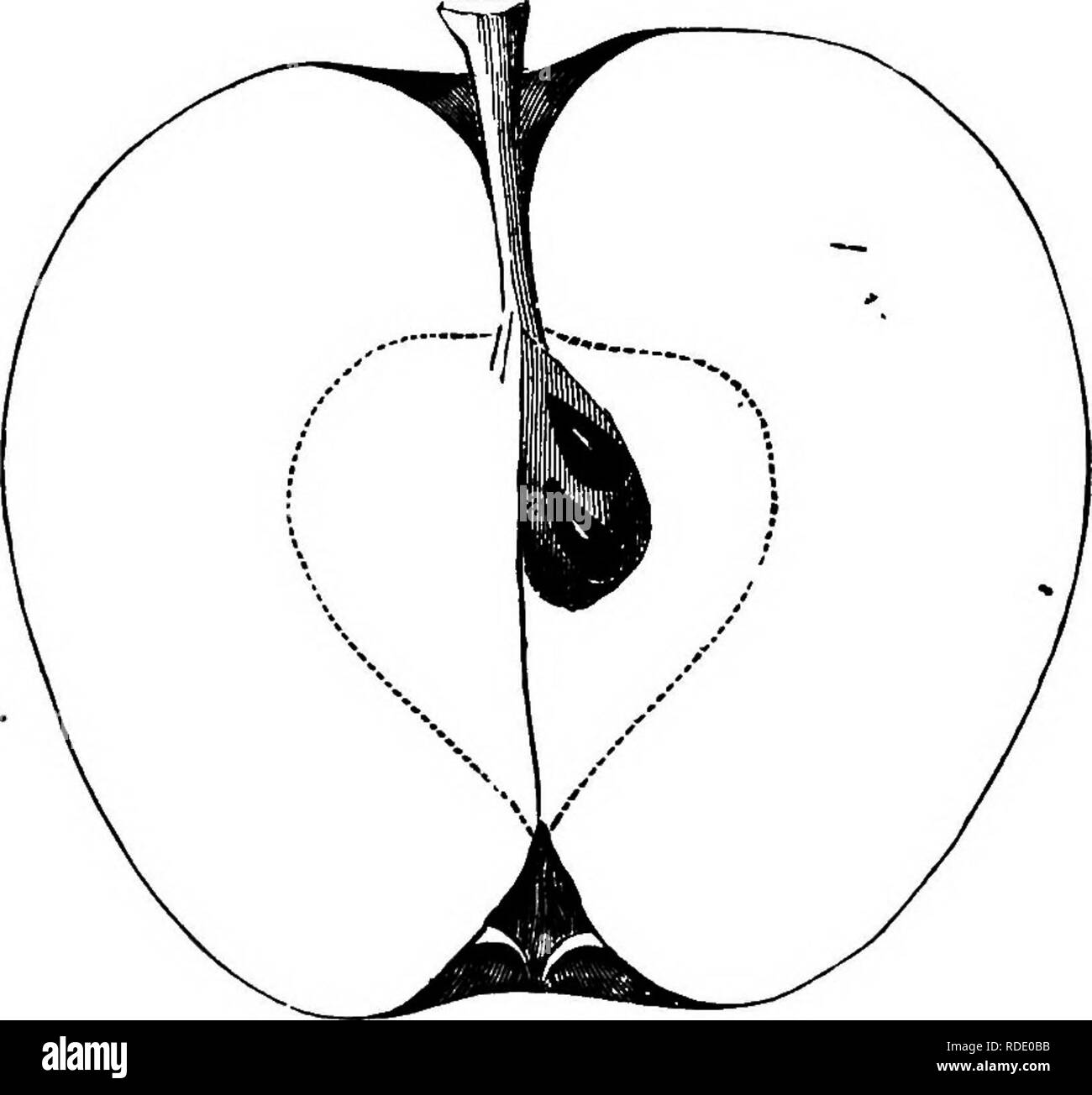 . American pomology : apples . Apples. CLASS IV.^-OBLONG APPLES. 1. II ...