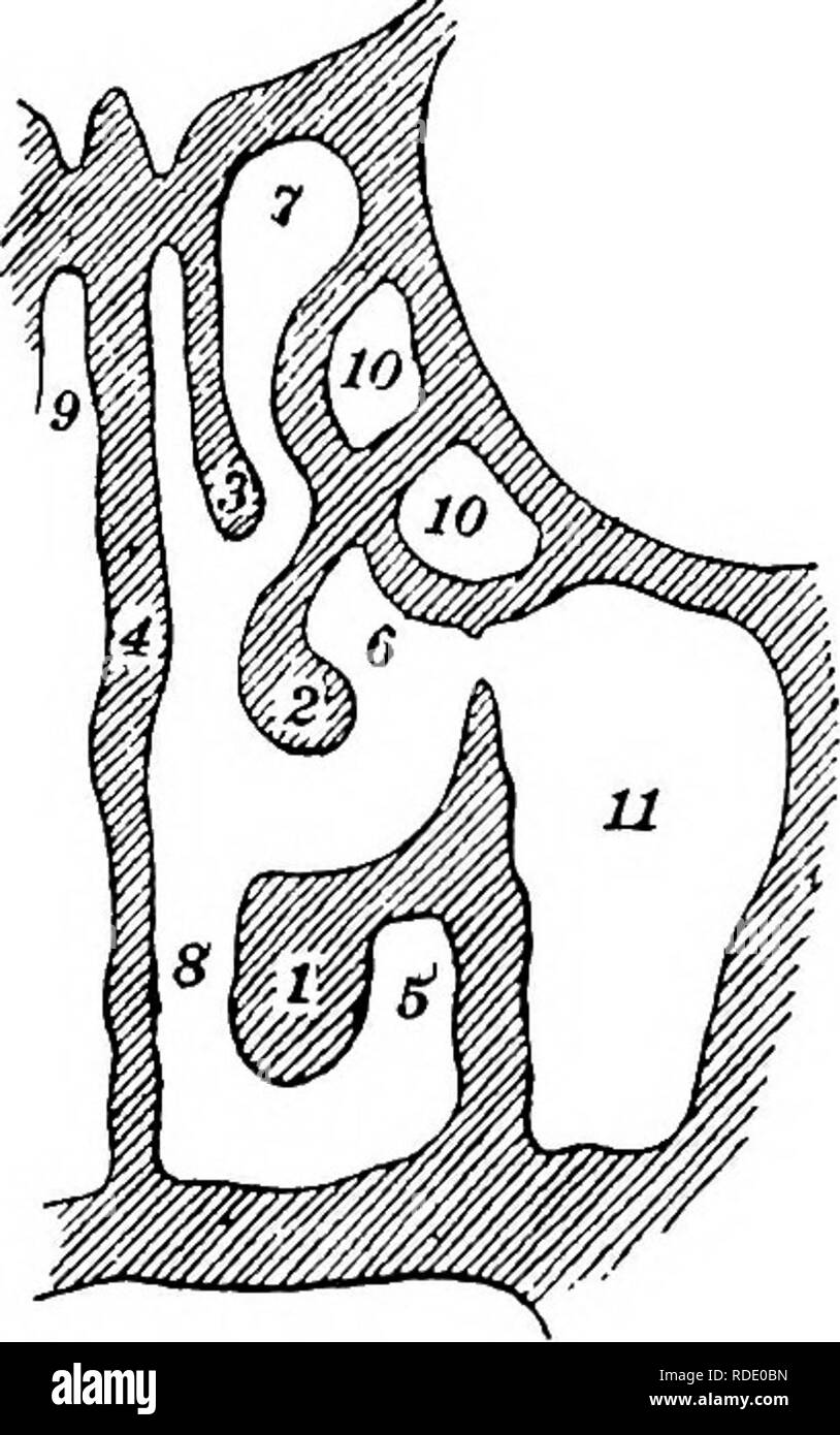 Inferior nasal concha hi-res stock photography and images - Alamy