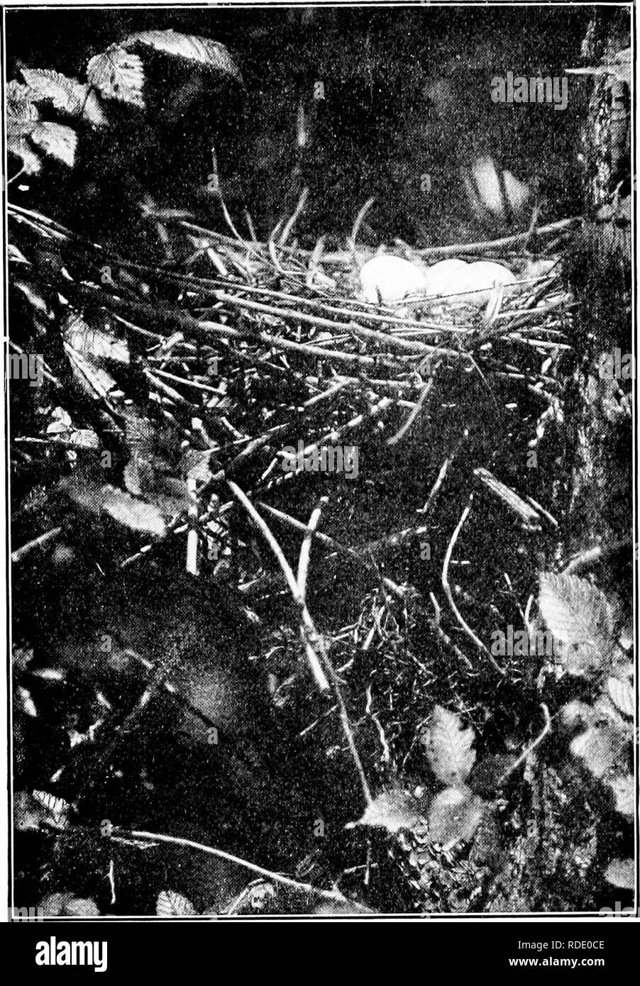 Shitepoke Black and White Stock Photos & Images - Alamy