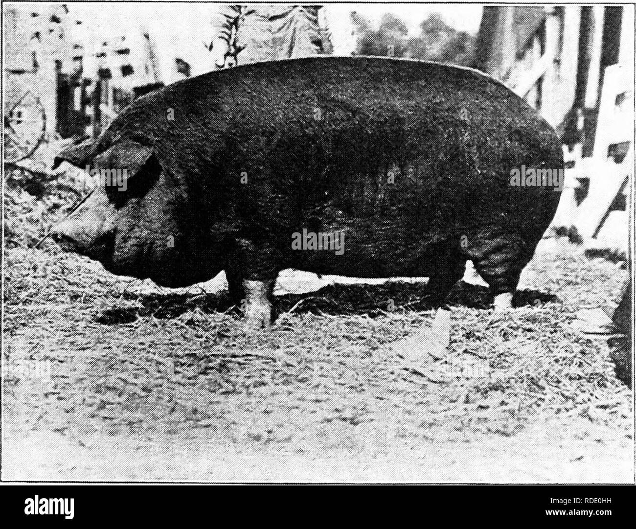 . Swine : a book for students and farmers . Swine. Three-year-old Duroc ...