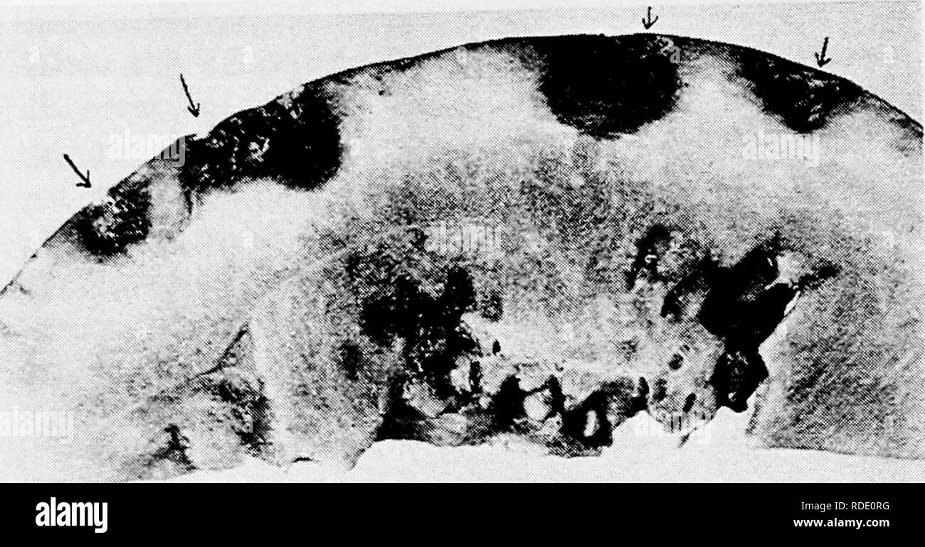 . Diseases of truck crops and their control . Vegetables. Fig II ...