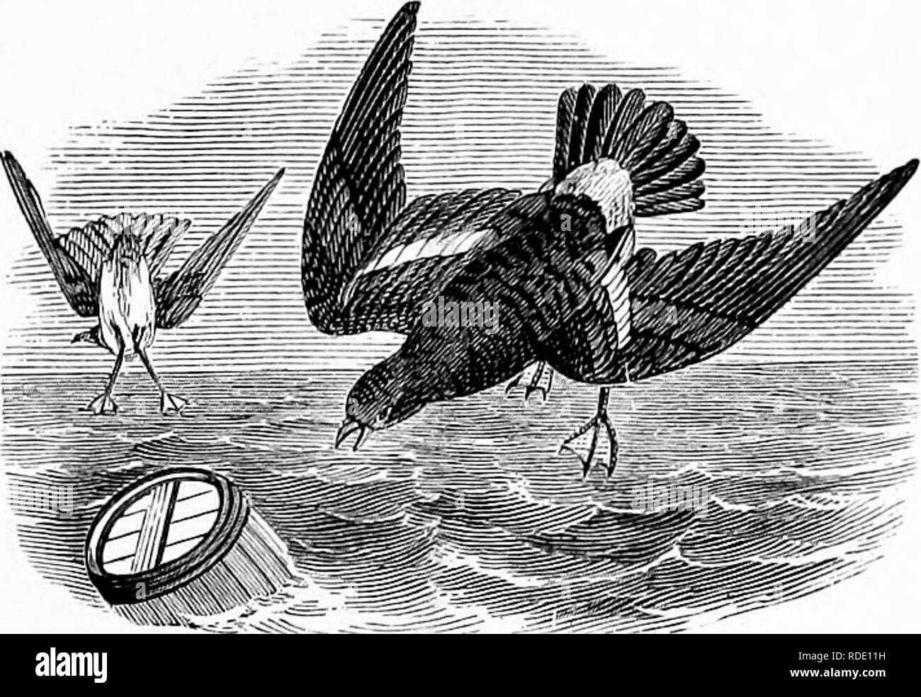 Fury birds Black and White Stock Photos & Images - Alamy