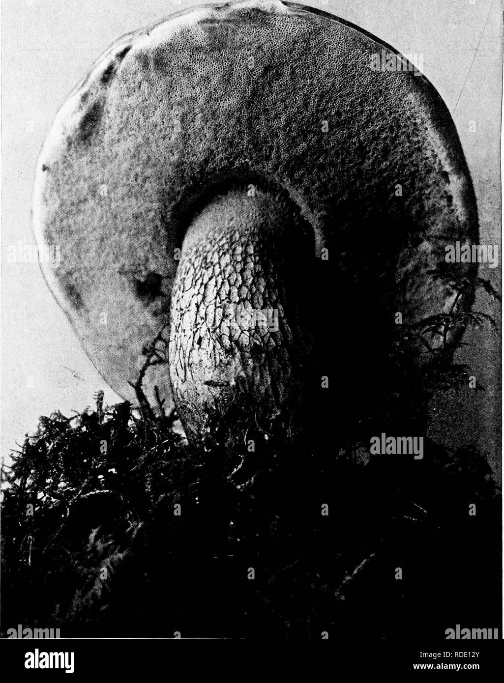 . The mushroom book. A popular guide to the identification and study of ...