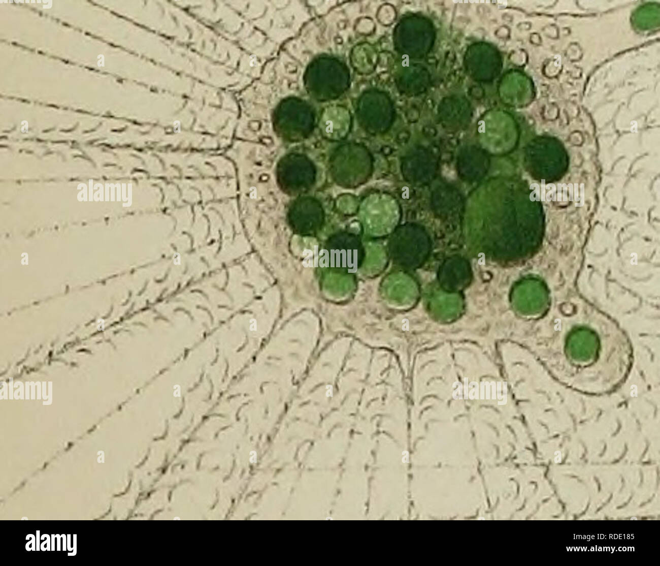 Rhizopoda High Resolution Stock Photography and Images - Alamy
