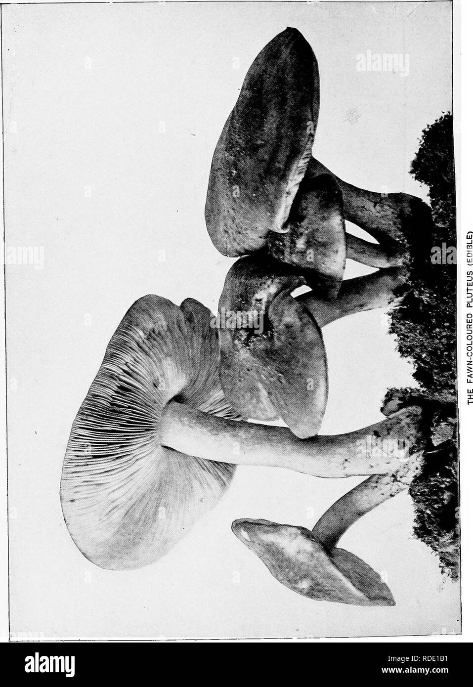 . The mushroom book. A popular guide to the identification and study of ...