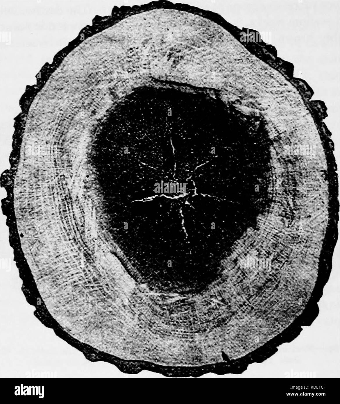 Honeycomb rot Black and White Stock Photos & Images - Alamy