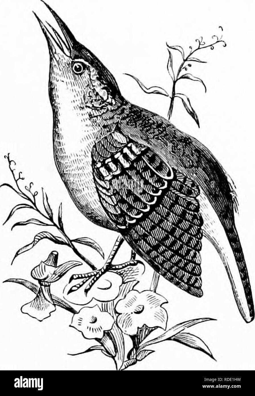 . Our own birds; a familiar natural history of the birds of the United ...