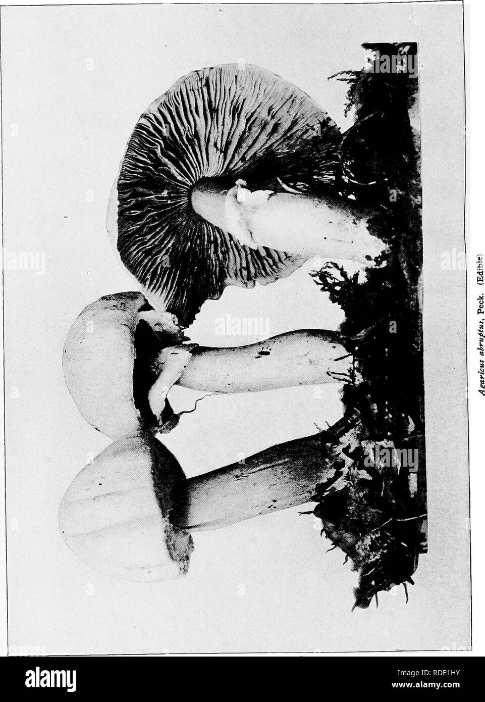 Mushroom identification Black and White Stock Photos & Images - Alamy