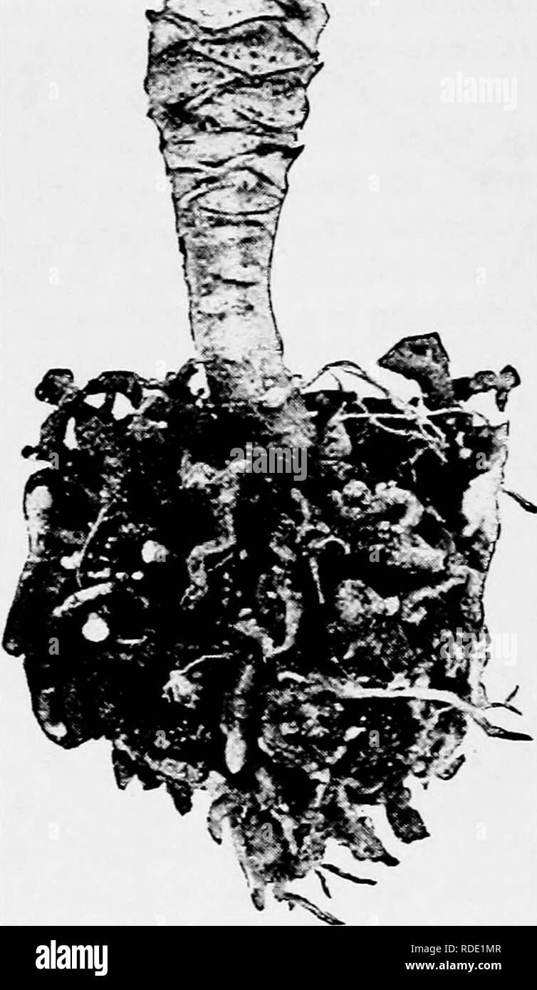 Myxamoeba hi-res stock photography and images - Alamy