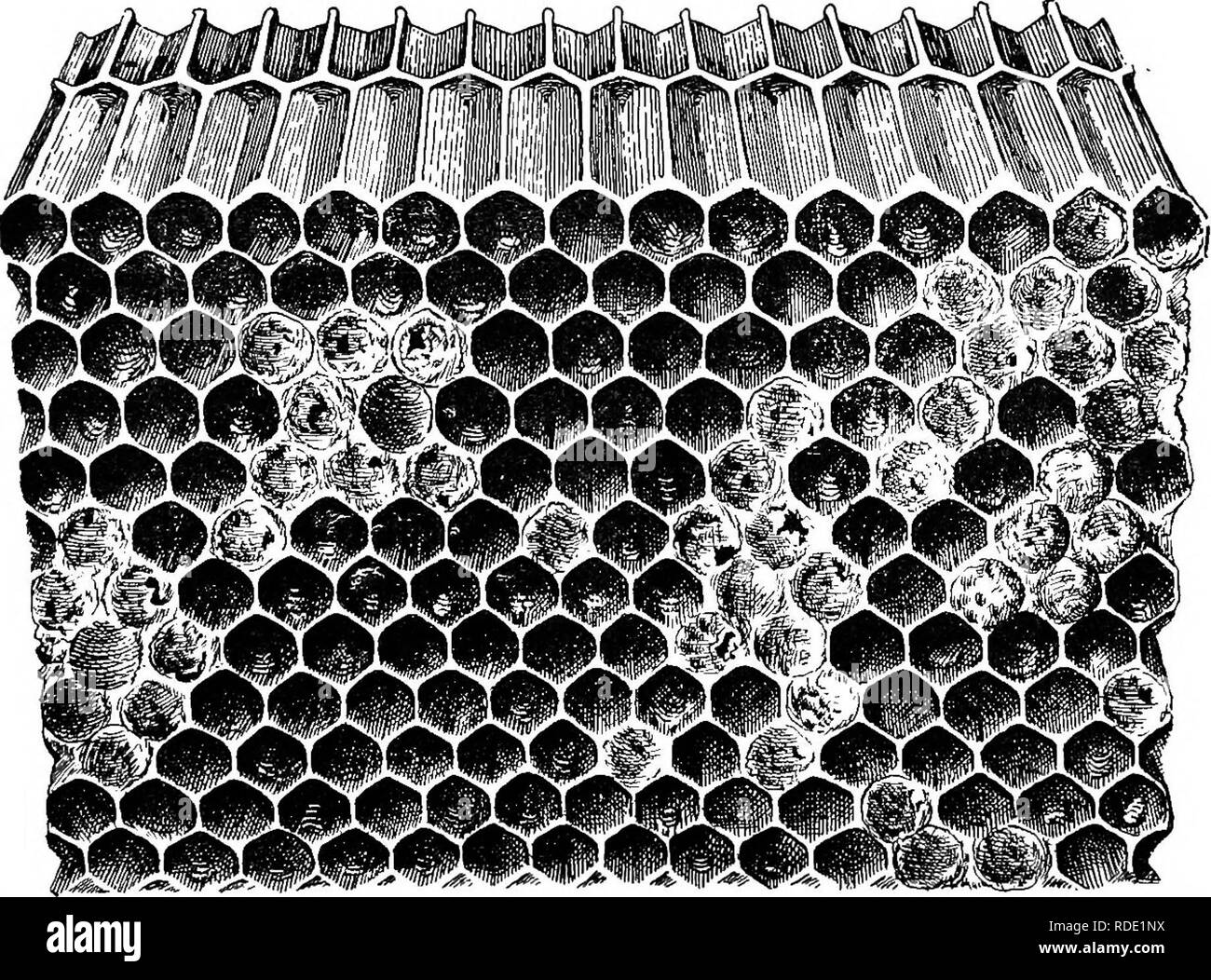 Ropiness High Resolution Stock Photography and Images - Alamy
