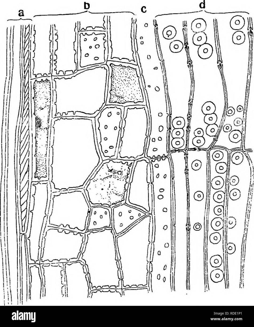 Phloem Longitudinal Section
