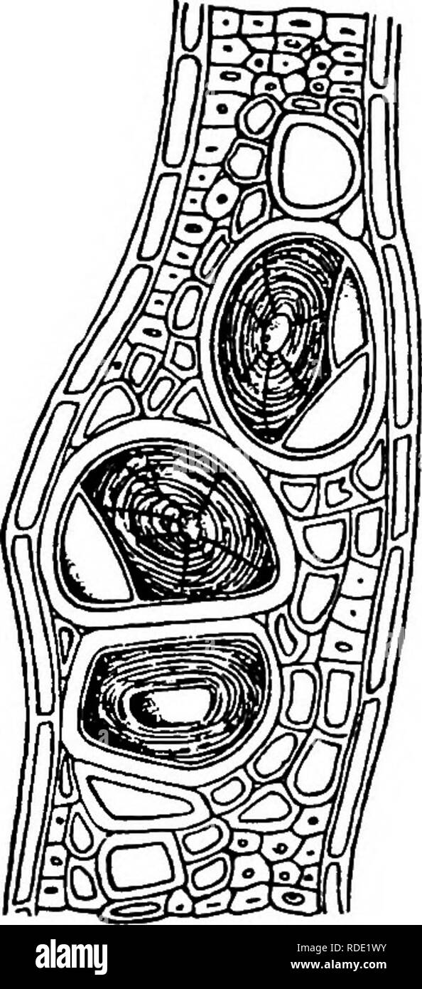 Pflanzenanatomie hi-res stock photography and images - Alamy