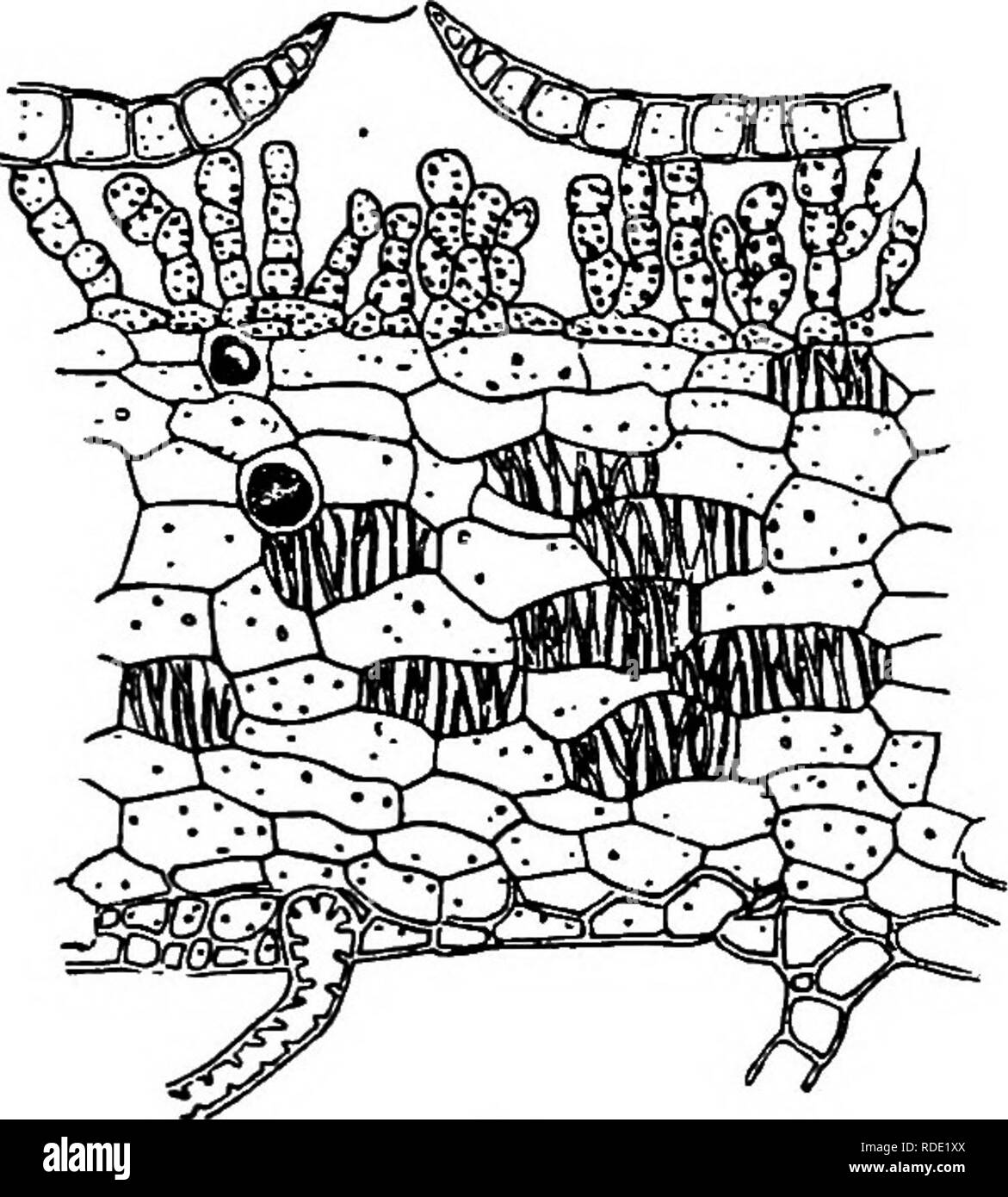 Ocrea Cut Out Stock Images & Pictures - Alamy