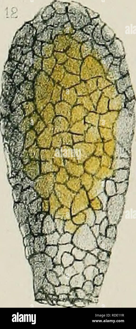 Rhizopoda High Resolution Stock Photography and Images - Alamy