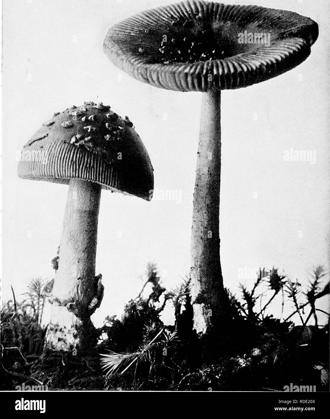 . The mushroom book. A popular guide to the identification and study of ...