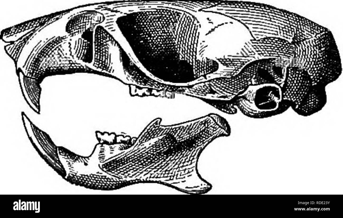 . Mammals of the Mexican boundary of the United States : a descriptive ...