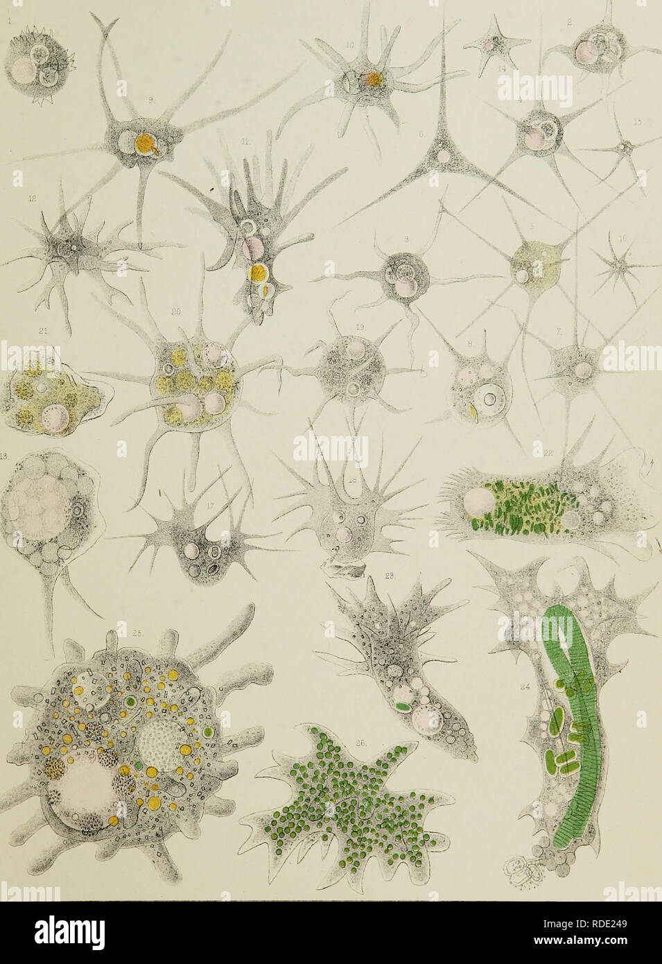 Spongilla Under Microscope