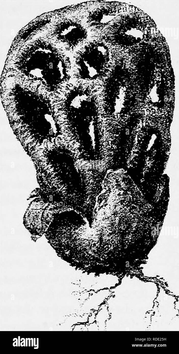 . A text-book of mycology and plant pathology . Plant diseases; Fungi ...